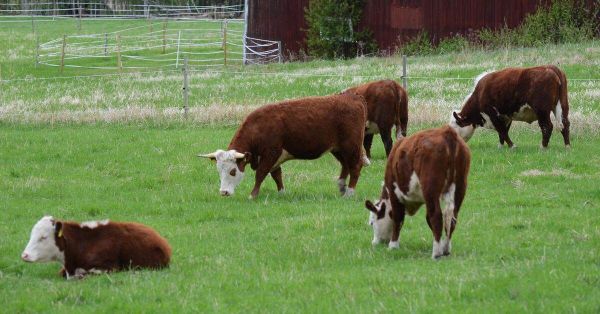 Härjedalen upphandlar kossor och främjar lokala jordbrukare